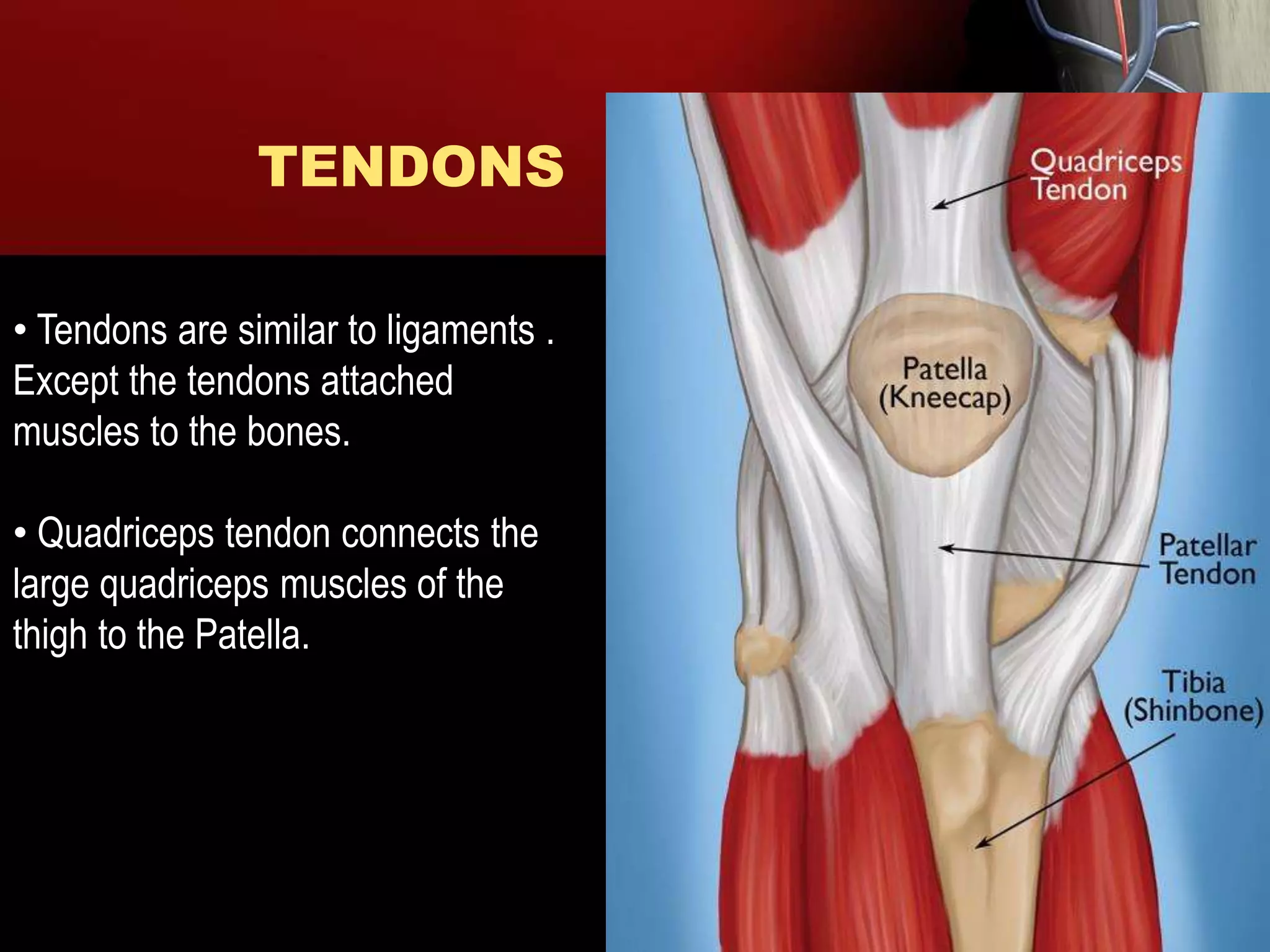 ANATOMY OF KNEE JOINT | PPTX
