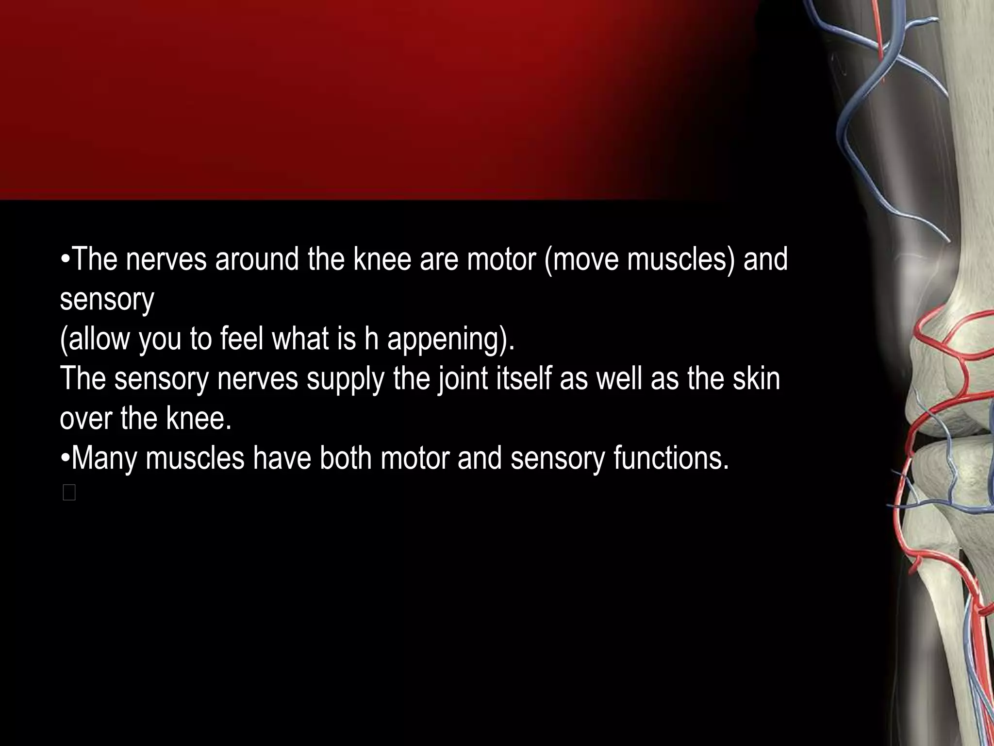 ANATOMY OF KNEE JOINT | PPTX