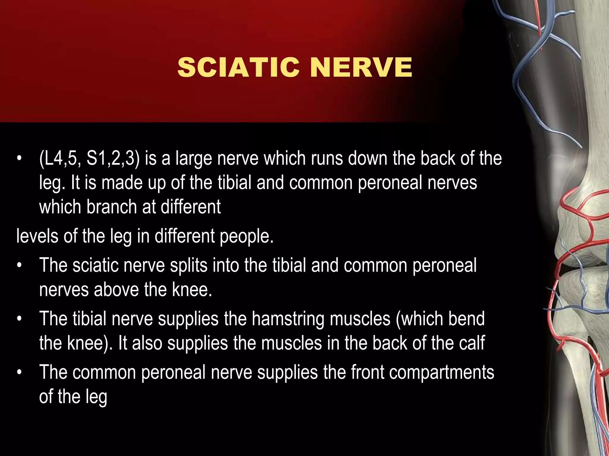 ANATOMY OF KNEE JOINT | PPTX