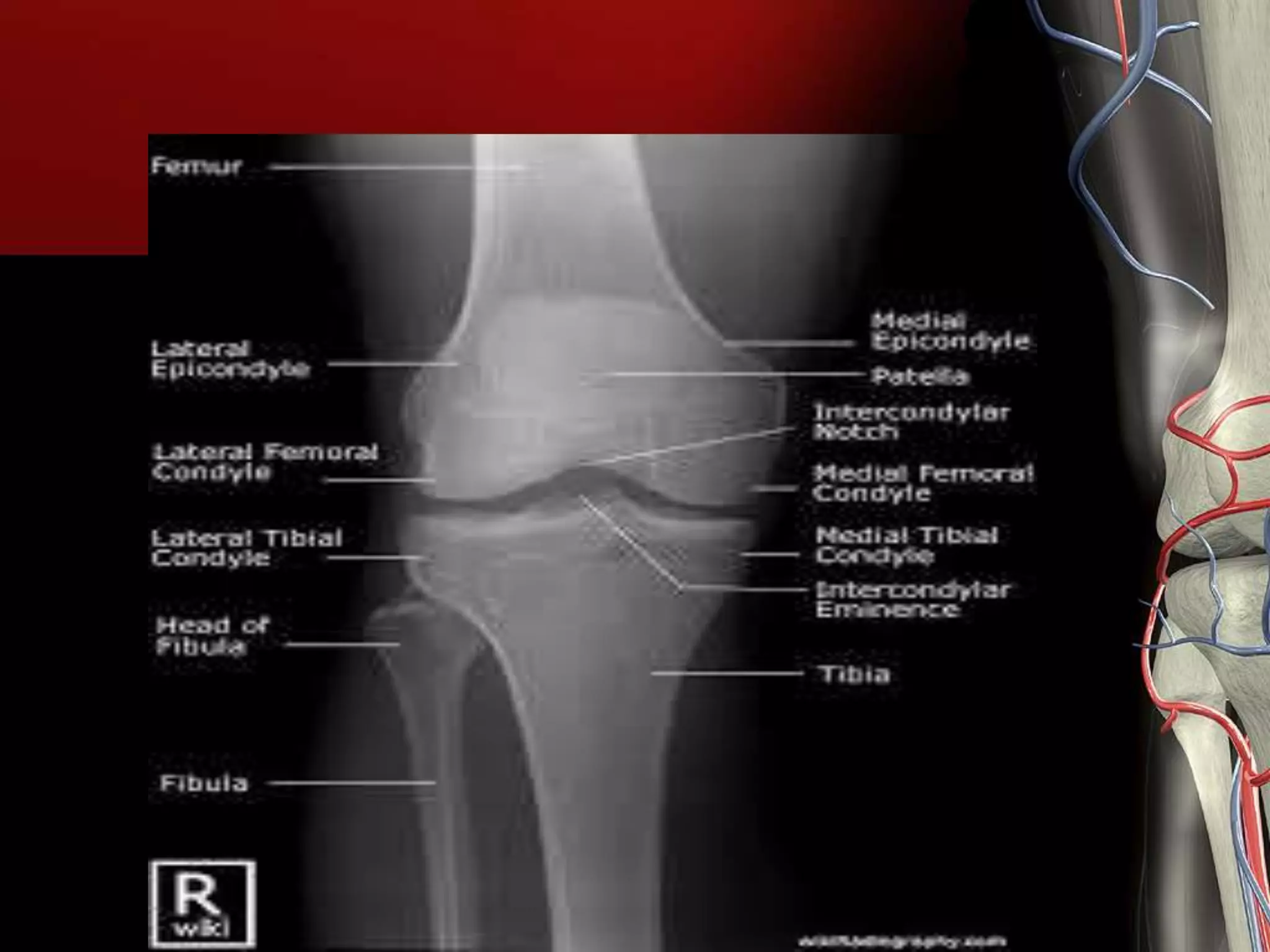 ANATOMY OF KNEE JOINT | PPTX | Death, Injury, or Military Conflict ...