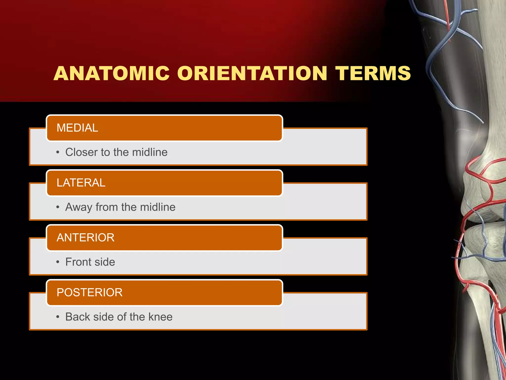 ANATOMY OF KNEE JOINT | PPTX