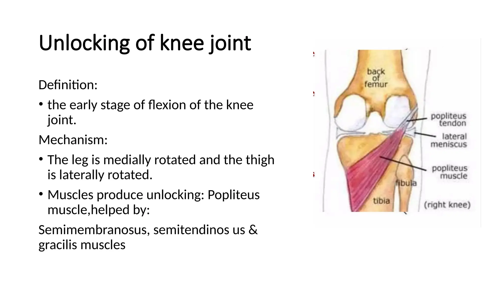 THE KNEE JOINT ANATOMY FOR MMED ORTHOPEDICS | PPTX