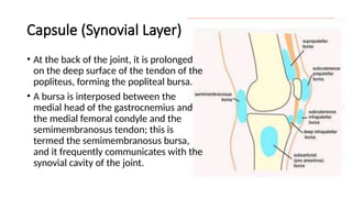 THE KNEE JOINT ANATOMY FOR MMED ORTHOPEDICS | PPTX