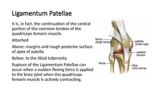 THE KNEE JOINT ANATOMY FOR MMED ORTHOPEDICS | PPTX