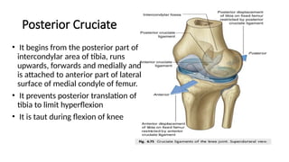 THE KNEE JOINT ANATOMY FOR MMED ORTHOPEDICS | PPTX
