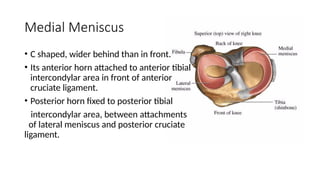 THE KNEE JOINT ANATOMY FOR MMED ORTHOPEDICS | PPTX