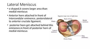 THE KNEE JOINT ANATOMY FOR MMED ORTHOPEDICS | PPTX