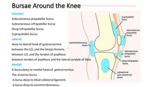 THE KNEE JOINT ANATOMY FOR MMED ORTHOPEDICS | PPTX