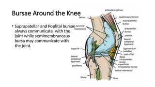 THE KNEE JOINT ANATOMY FOR MMED ORTHOPEDICS | PPTX