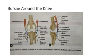 THE KNEE JOINT ANATOMY FOR MMED ORTHOPEDICS | PPTX