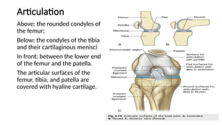 THE KNEE JOINT ANATOMY FOR MMED ORTHOPEDICS | PPTX