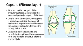 THE KNEE JOINT ANATOMY FOR MMED ORTHOPEDICS | PPTX