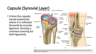 THE KNEE JOINT ANATOMY FOR MMED ORTHOPEDICS | PPTX