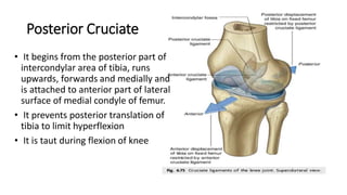 KNEE JOINT ANATOMY with clinical correlates | PDF