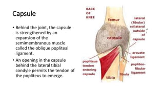 KNEE JOINT ANATOMY with clinical correlates | PDF