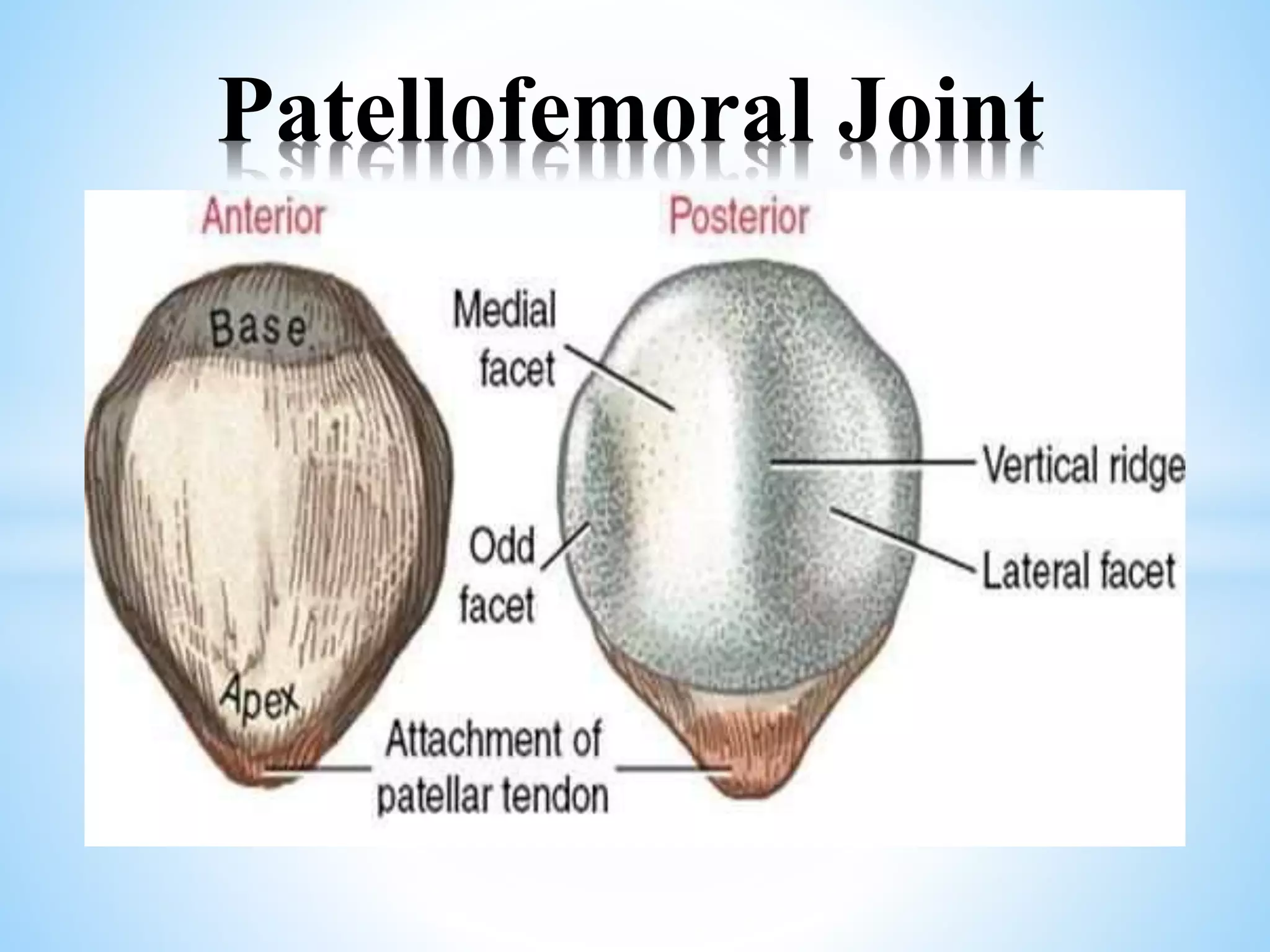 Knee joint anatomy, biomechanics, pathomechanics and assessment | PPTX