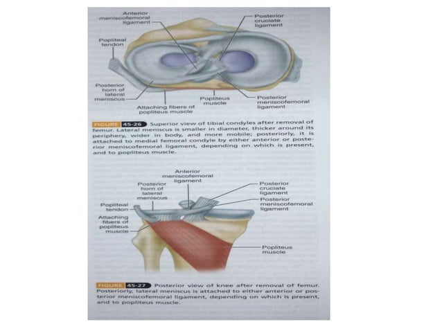 Knee joint anatomy final ppt | PPT