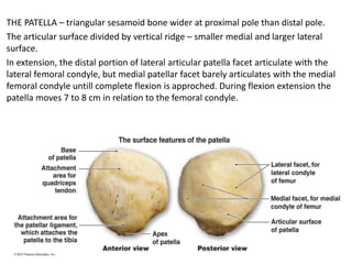 Knee joint anatomy final ppt | PPTX | Death, Injury, or Military ...