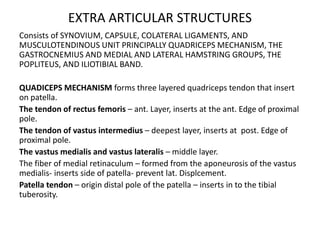 Knee joint anatomy final ppt | PPTX | Death, Injury, or Military ...