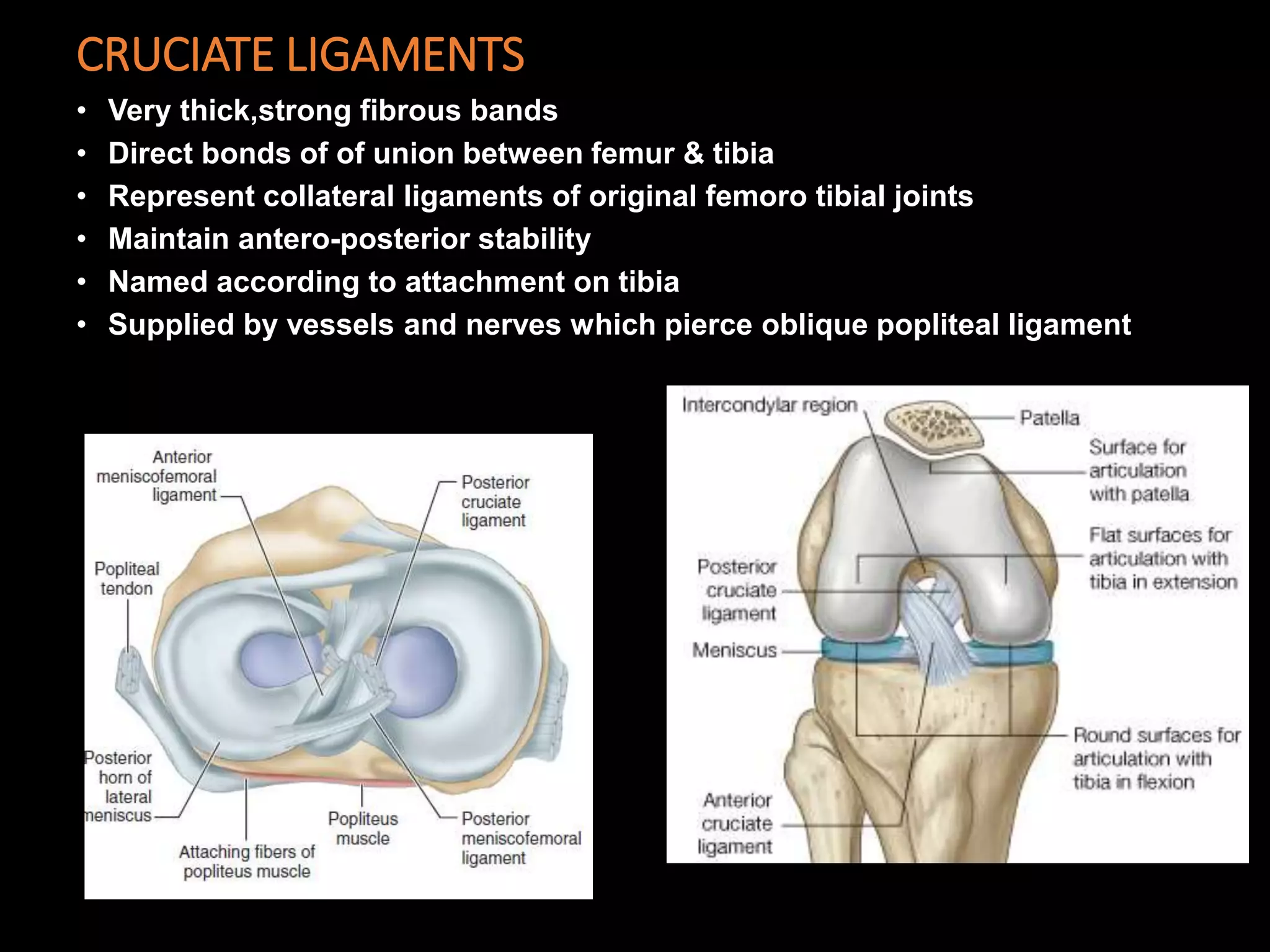 Complete knee joint anatomy | PPT