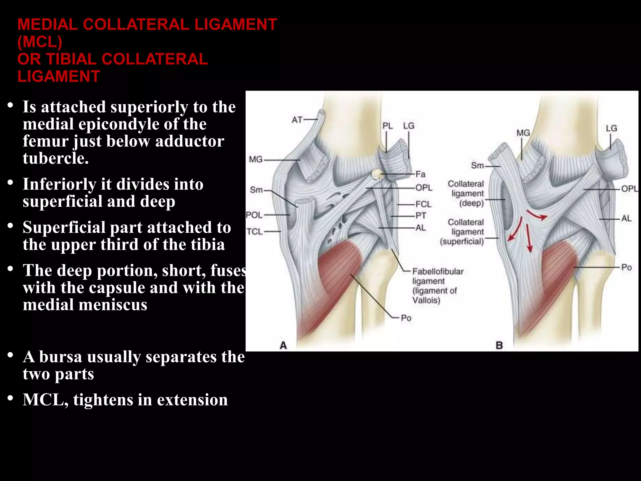 Complete knee joint anatomy | PPT