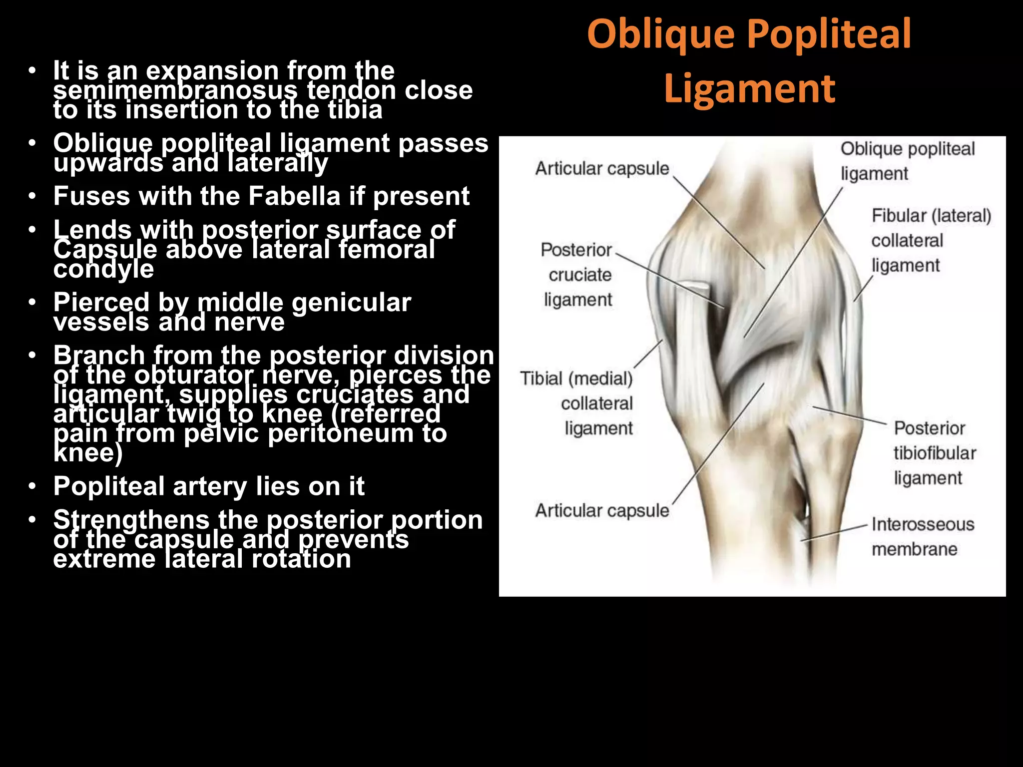Complete knee joint anatomy | PPT
