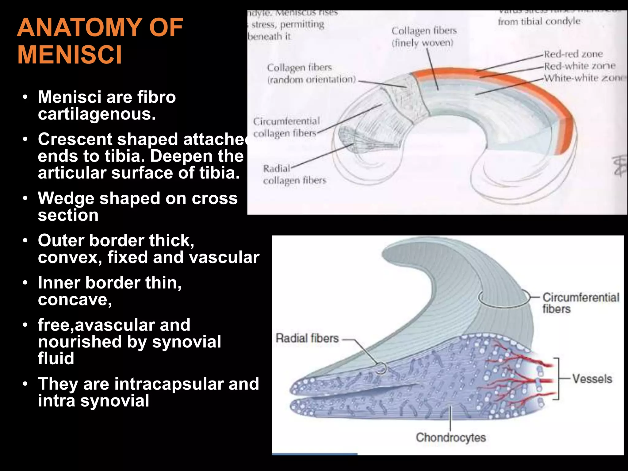 Complete knee joint anatomy | PPT