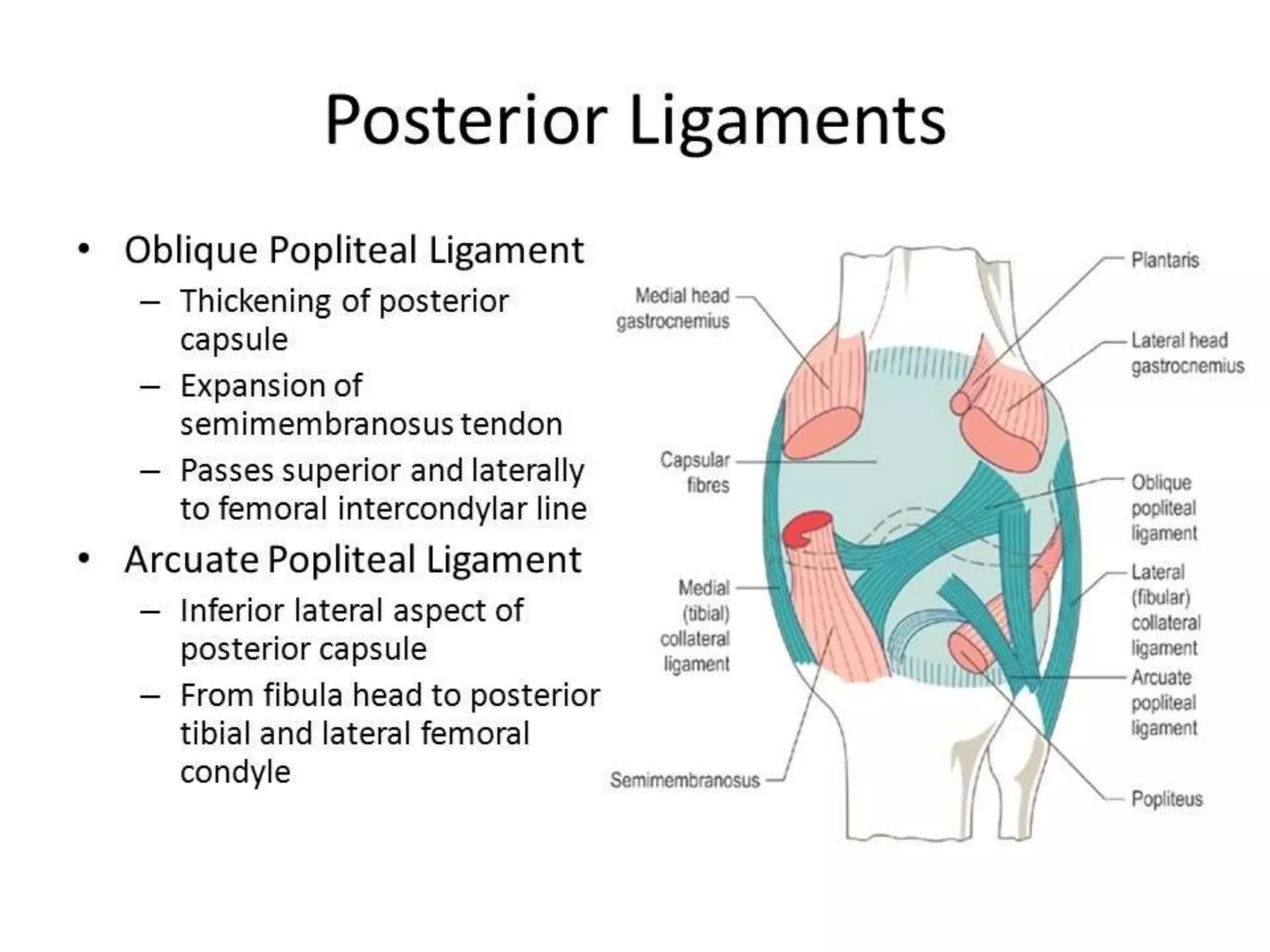 Complete knee joint anatomy | PPT