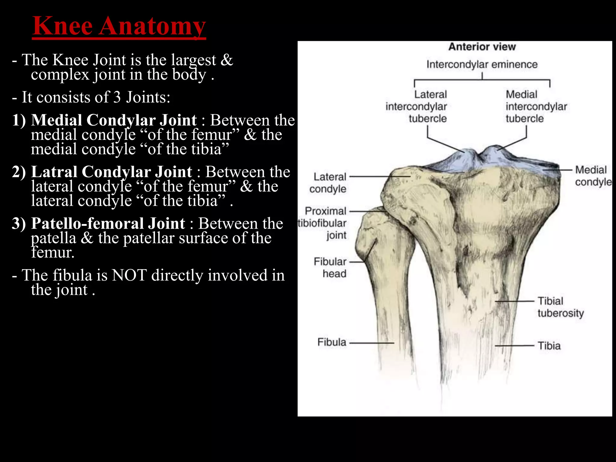 Complete knee joint anatomy | PPT