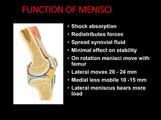 Complete knee joint anatomy | PPT