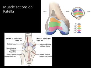 Complete knee joint anatomy | PPT