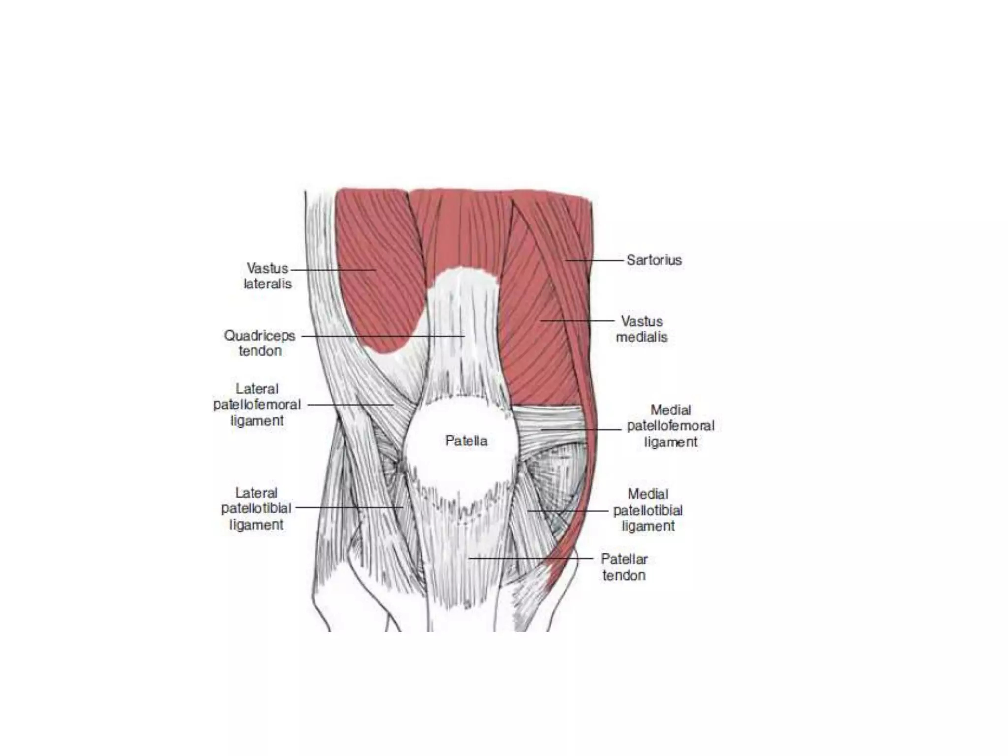 Knee joint biomechanics | PPTX