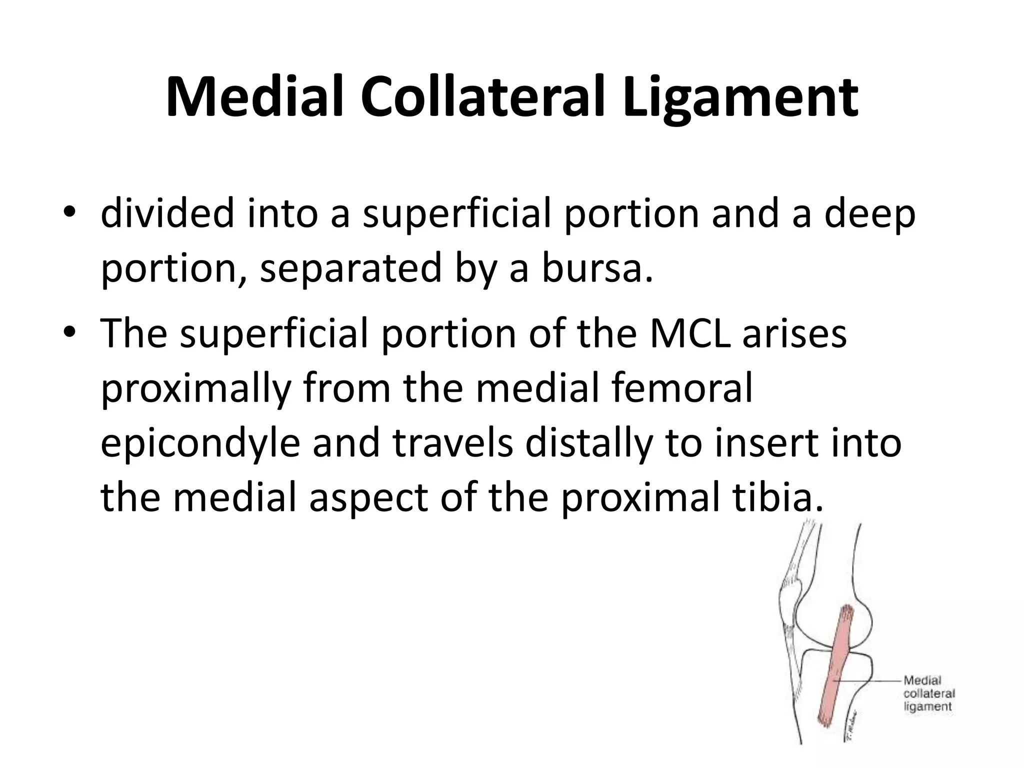 Knee joint biomechanics | PPTX