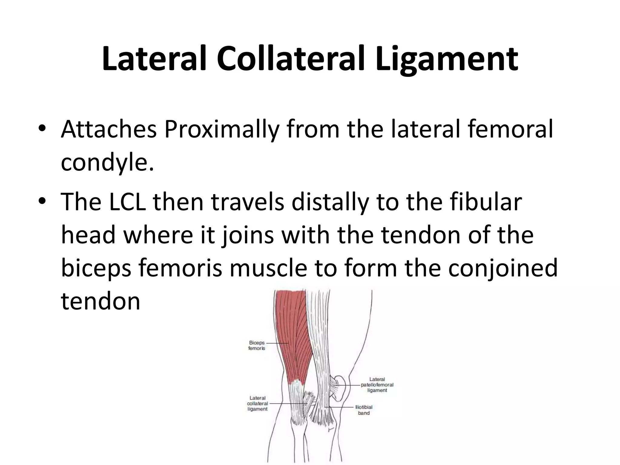 Knee joint biomechanics | PPTX
