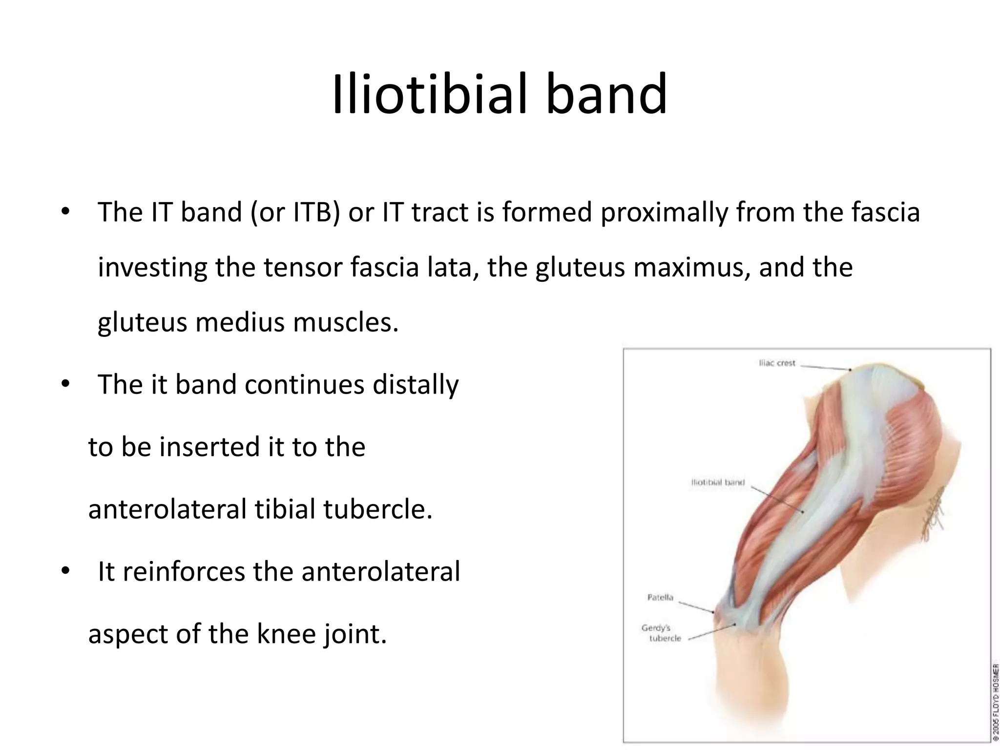 Knee joint biomechanics | PPTX
