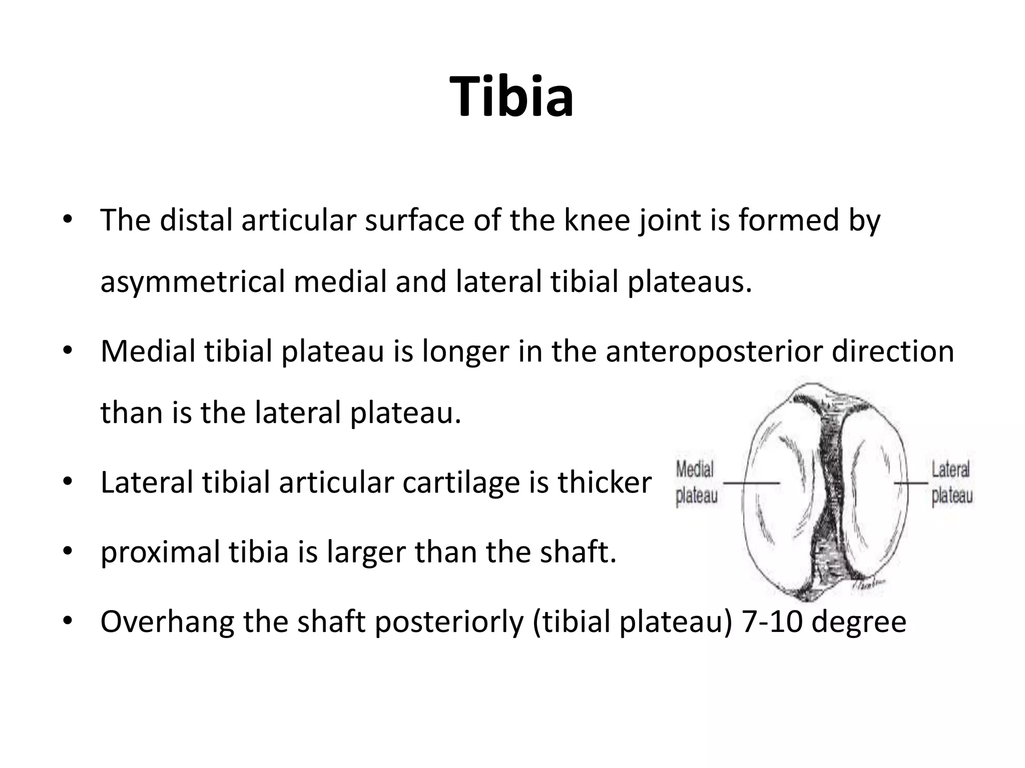 Knee joint biomechanics | PPTX