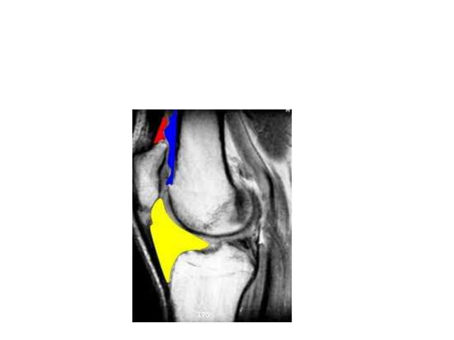 Knee joint biomechanics | PPTX