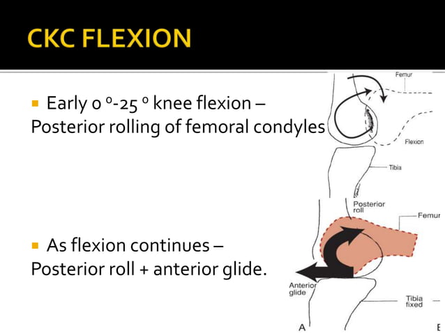 Knee joint complex biomechanics | PPTX