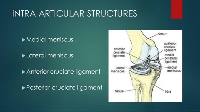 Ligamento Interarticular