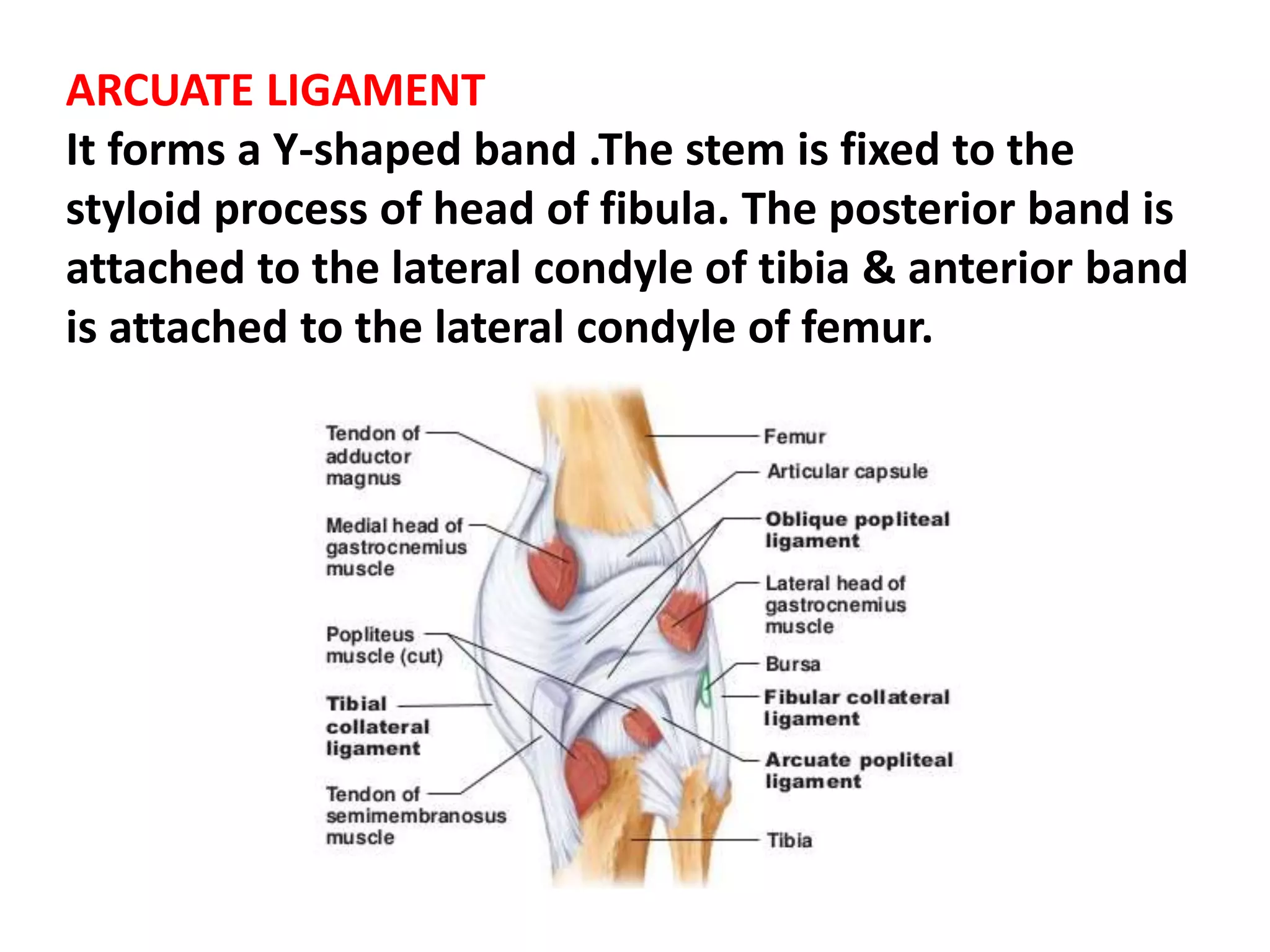 KNEE JOINT GK.pptx | Death, Injury, or Military Conflict | Sensitive Topics
