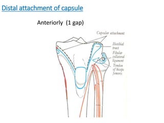KNEE JOINT GK.pptx | Death, Injury, or Military Conflict | Sensitive Topics