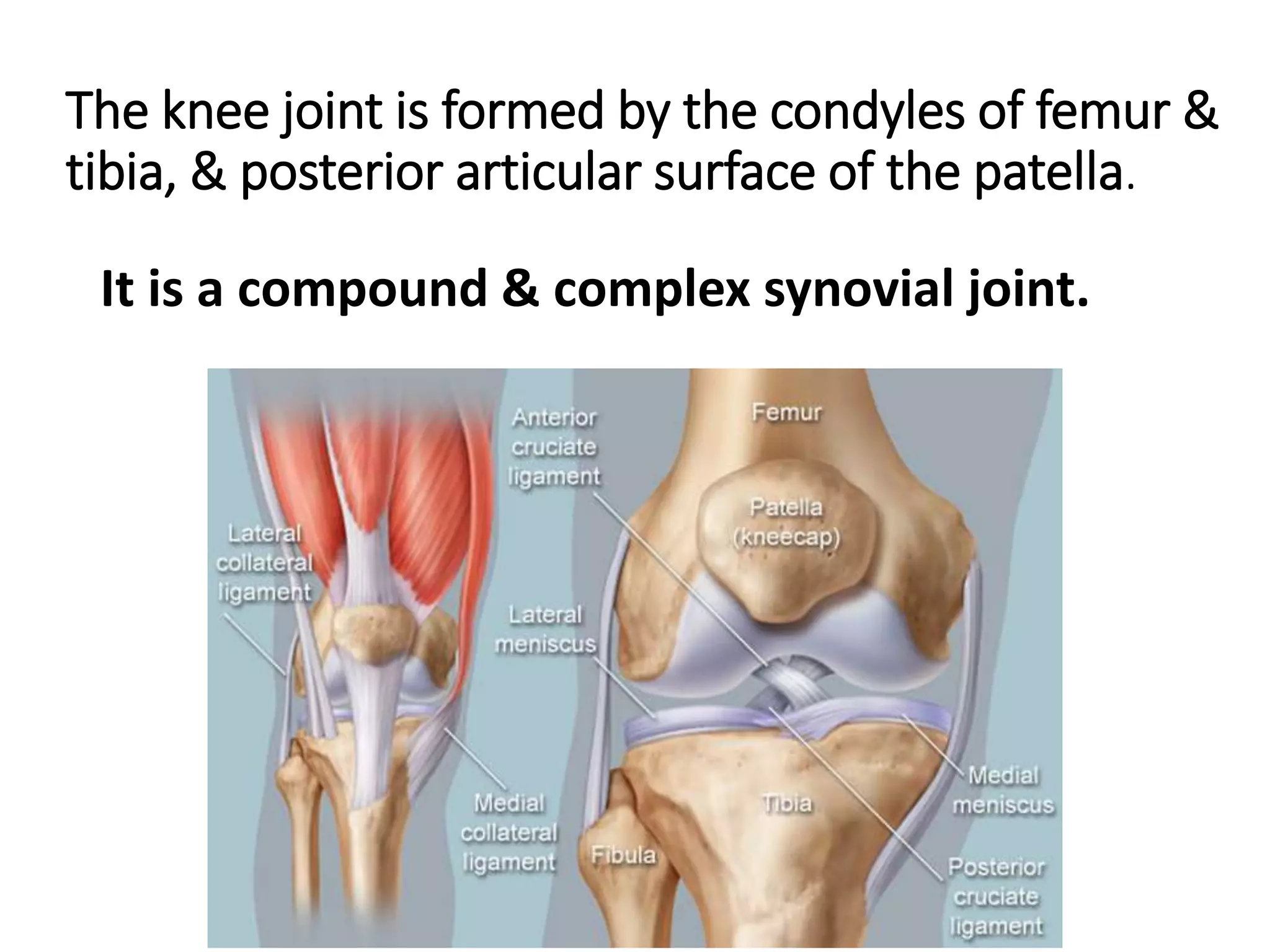 KNEE JOINT GK.pptx