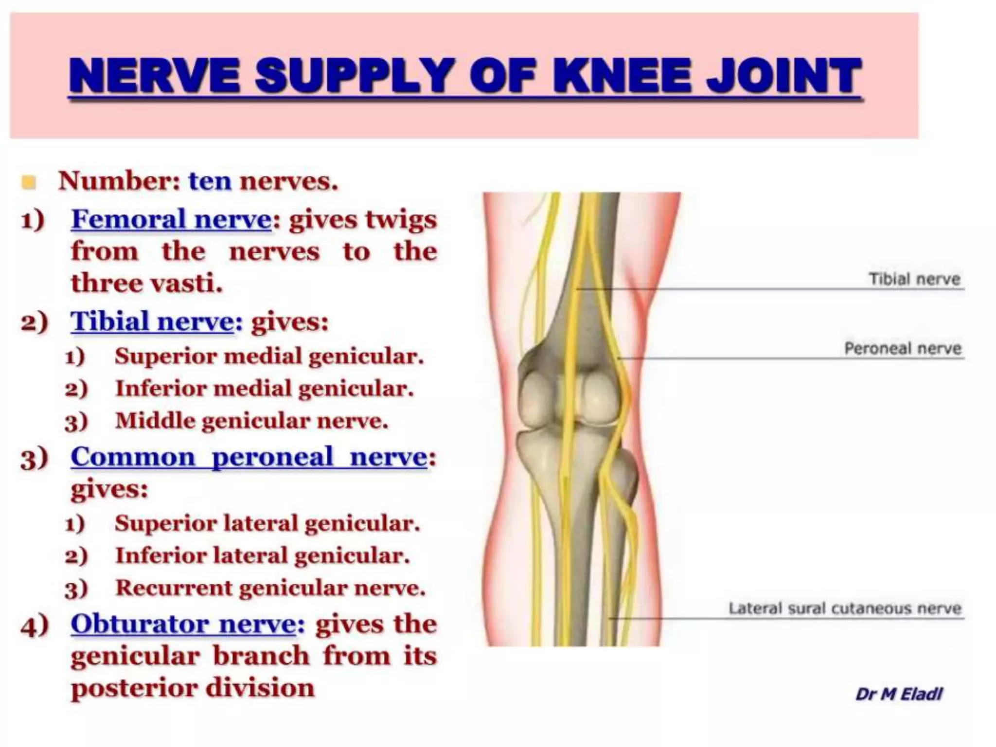 KNEE JOINT GK.pptx