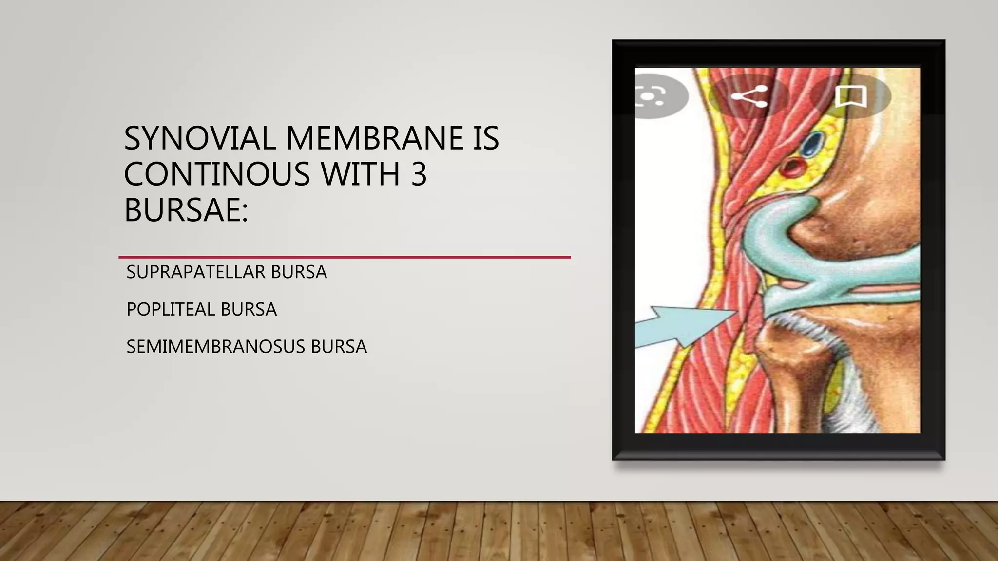 Knee joint gross anatomy-bursae,menisci,nerve supply | PPTX