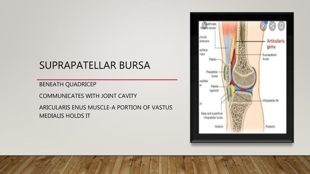 Knee joint gross anatomy-bursae,menisci,nerve supply | PPTX