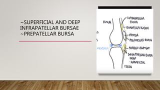 Knee joint gross anatomy-bursae,menisci,nerve supply | PPTX
