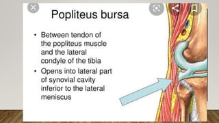 Knee joint gross anatomy-bursae,menisci,nerve supply | PPTX