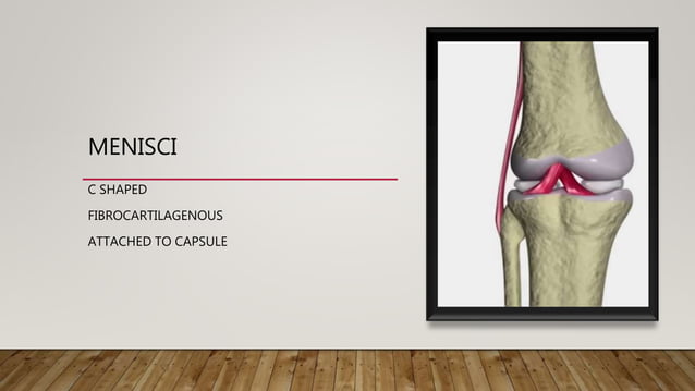 Knee joint gross anatomy-bursae,menisci,nerve supply | PPTX