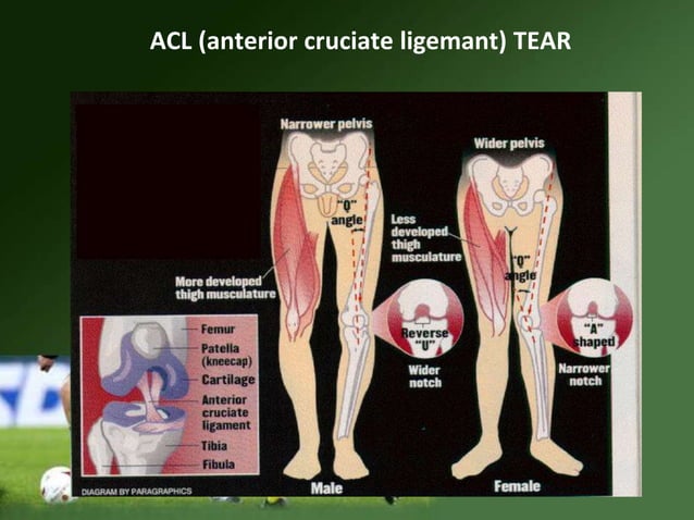 Knee joint applied mechanics - an overview | PPT