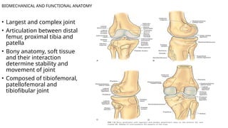 knee kinematics including biomechanics and anatomy.pptx